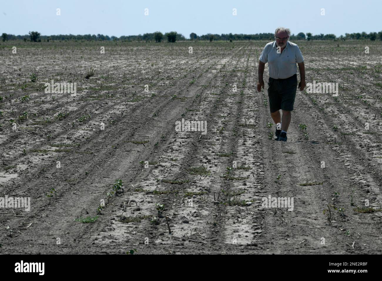 FILE - Pablo Giailevra walks on his stunted cotton field during an ...