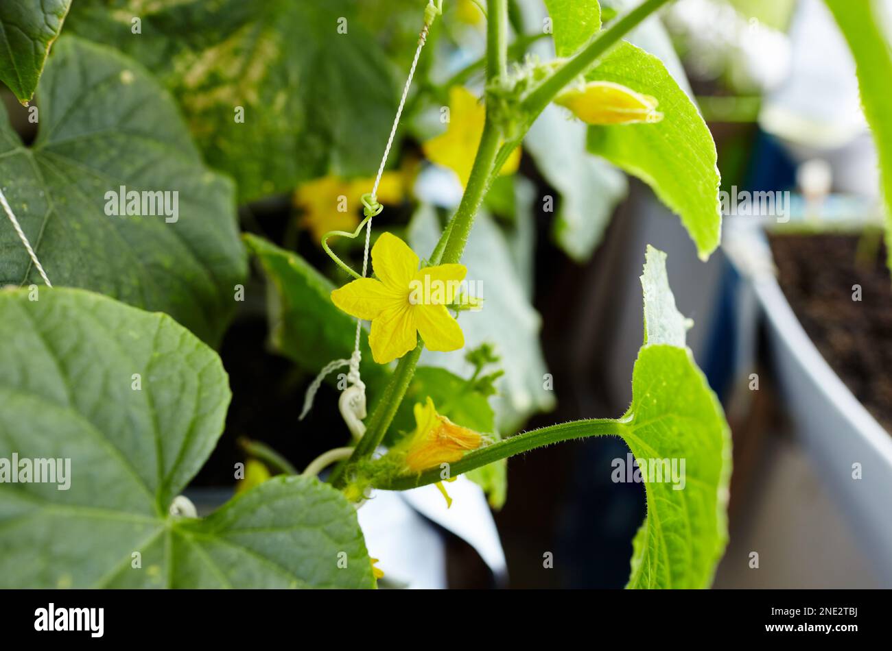 Natural cucumber grows in a greenhouse. Growing fresh vegetables in a ...