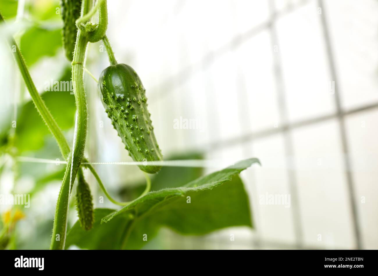 Natural cucumber grows in a greenhouse. Growing fresh vegetables in a ...