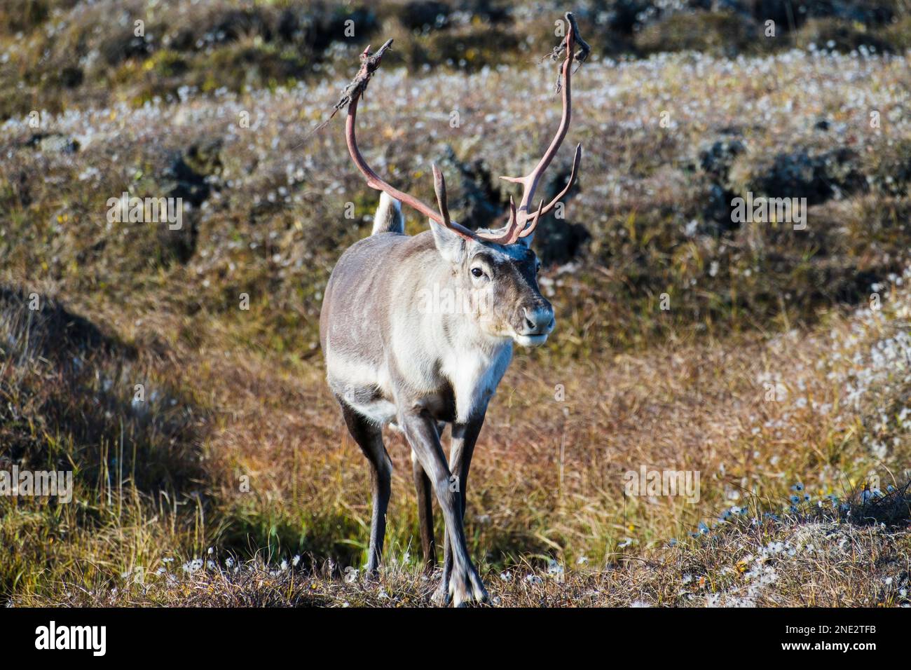 An antler walking in a field in Alaska, North Slope Stock Photo - Alamy