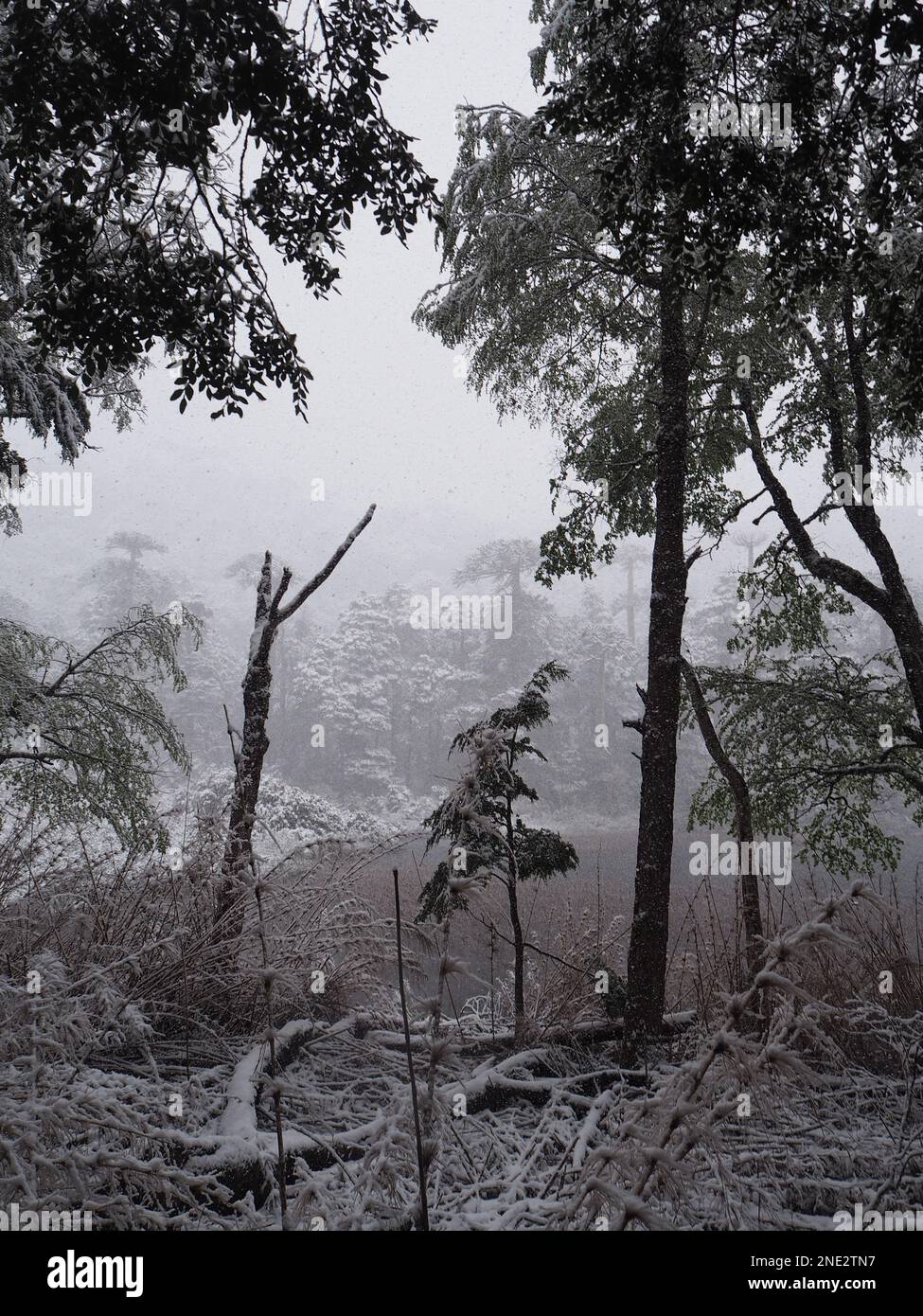 Valdivian temperate rainforest snow hi-res stock photography and images ...