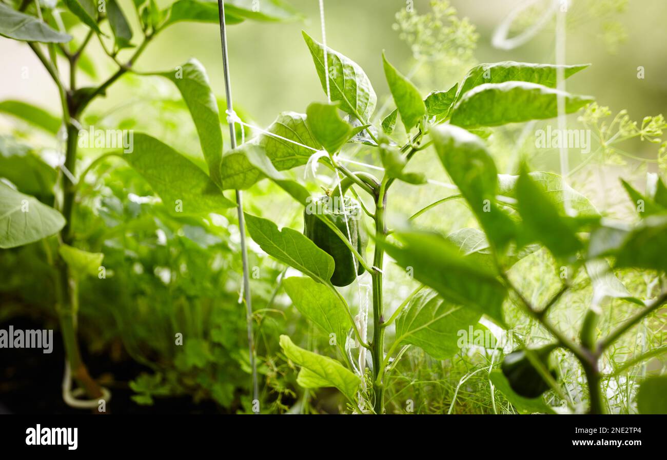 Green peppers grows in a greenhouse. Growing fresh vegetables at farm Stock Photo - Alamy