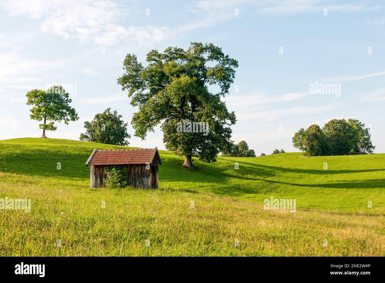 A magnificent tree stands in the sunny evening light on a green hilly ...