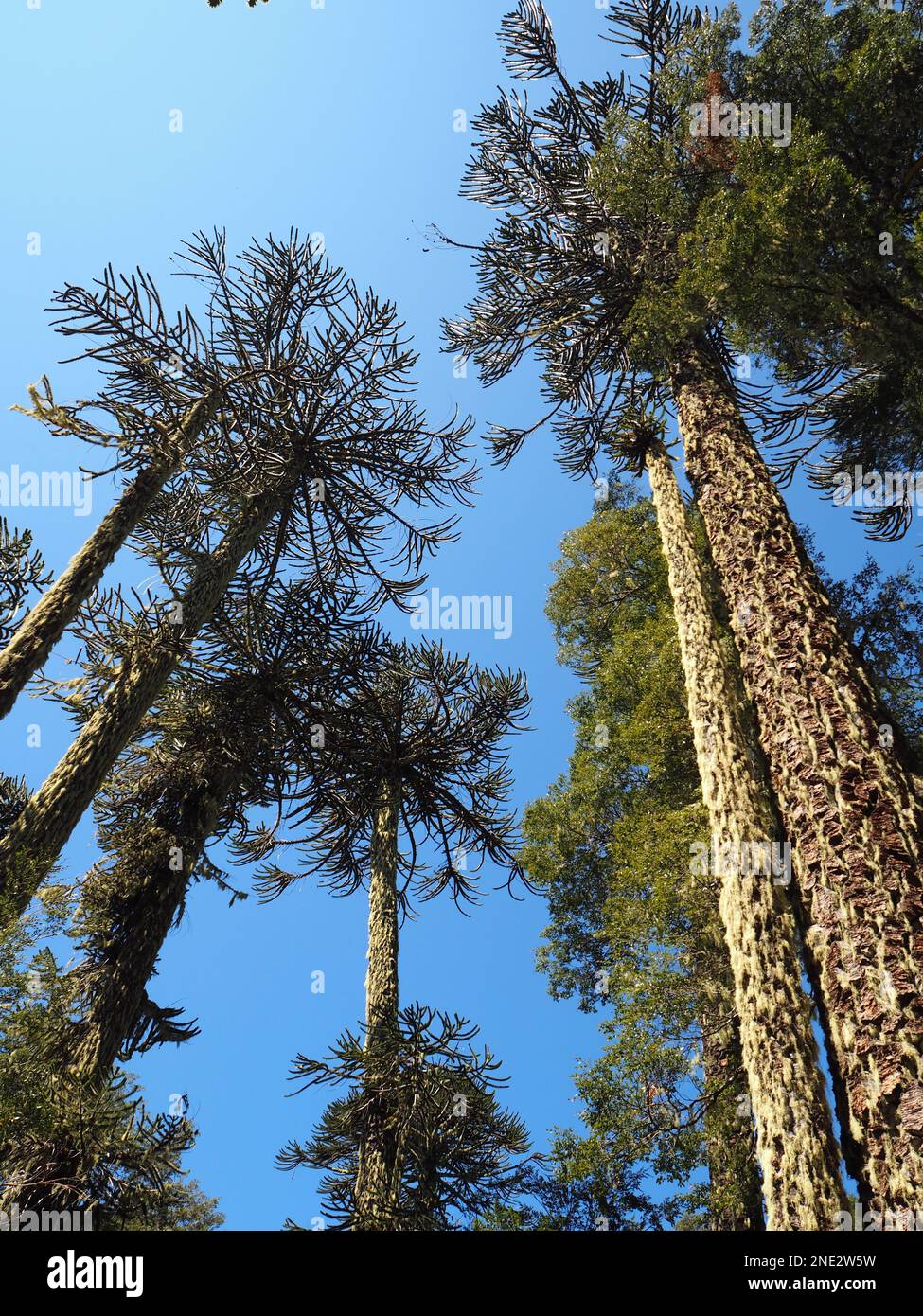 Looking upp at Araucaria araucana (monkey puzzle) trees in Nahuelbuta ...