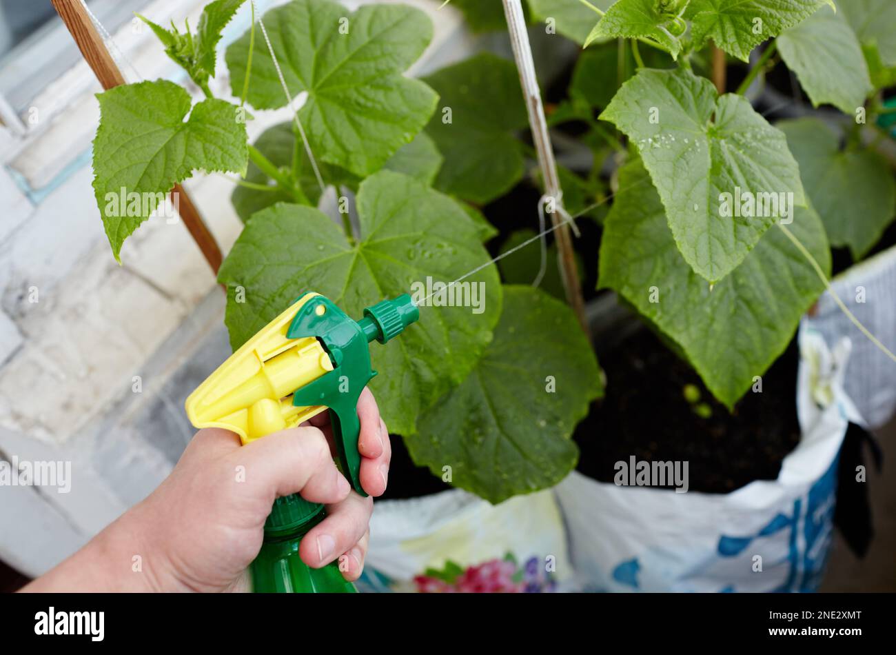 Man gardening in home greenhouse. Men's hands hold spray bottle and ...