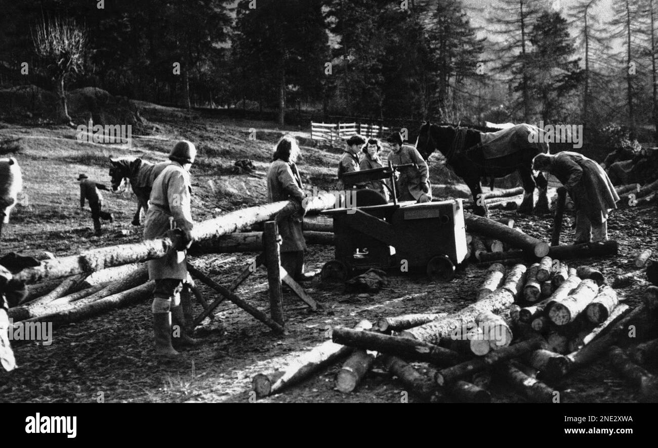 Members of the Womens Timber Corps are now working in the delightful ...