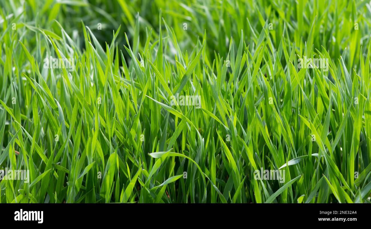 Close-up of thick green leaves of lawn grass Stock Photo - Alamy