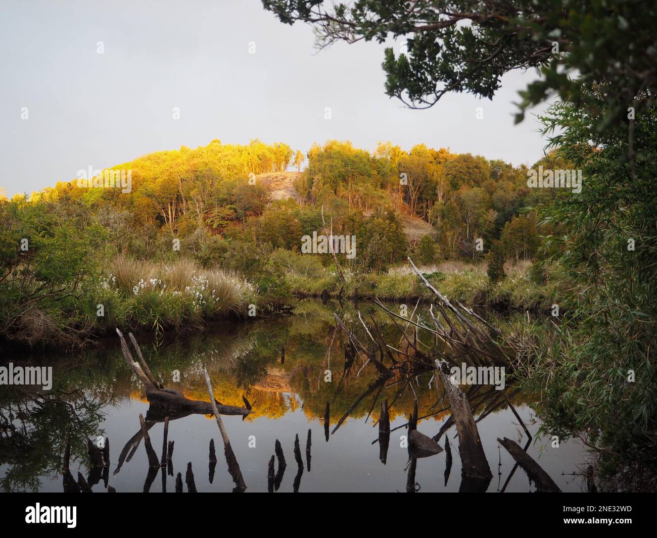 Chepu sunken forest, a large wetland along the river Chepu, Chiloe ...