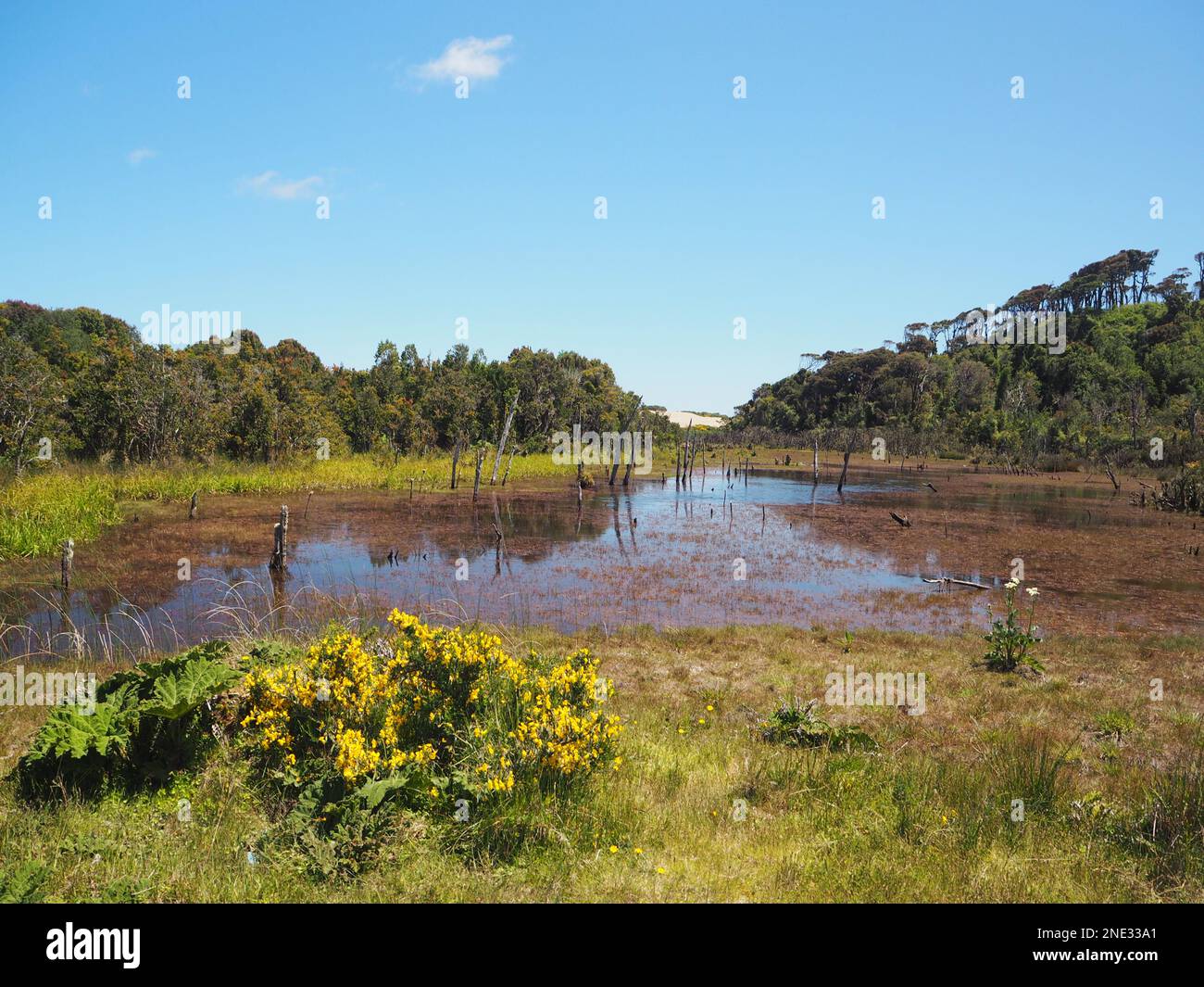 Chepu sunken forest hi-res stock photography and images - Alamy