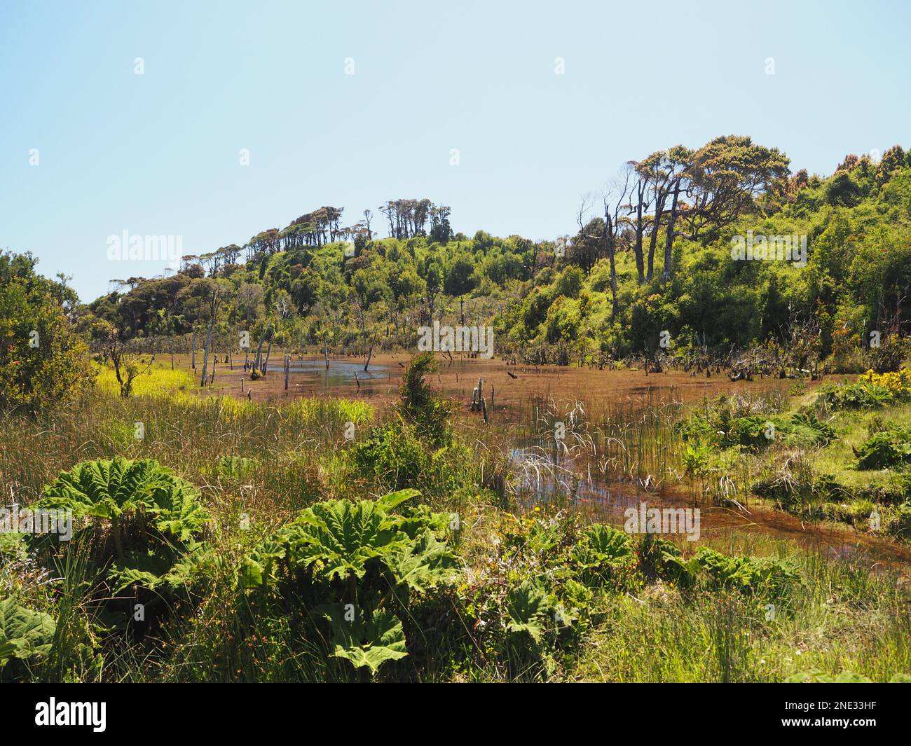 Chepu sunken forest hi-res stock photography and images - Alamy