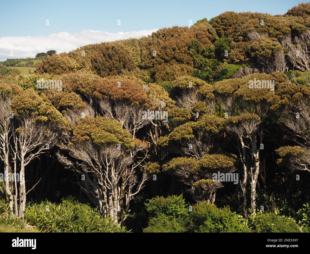 Chepu trees hi-res stock photography and images - Alamy
