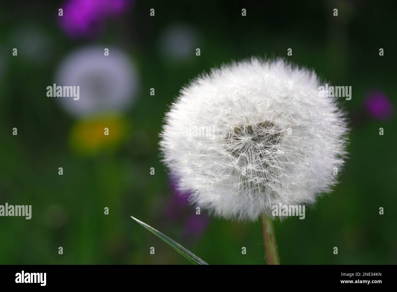 Bauerngarten frühling hi-res stock photography and images - Alamy