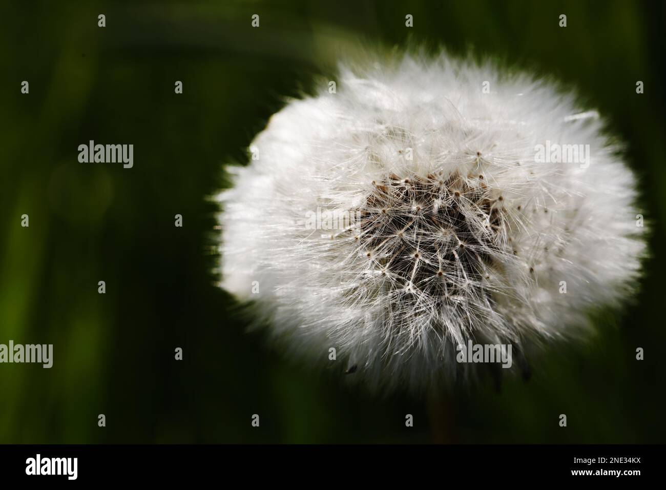 Fruhling garten hi-res stock photography and images - Alamy