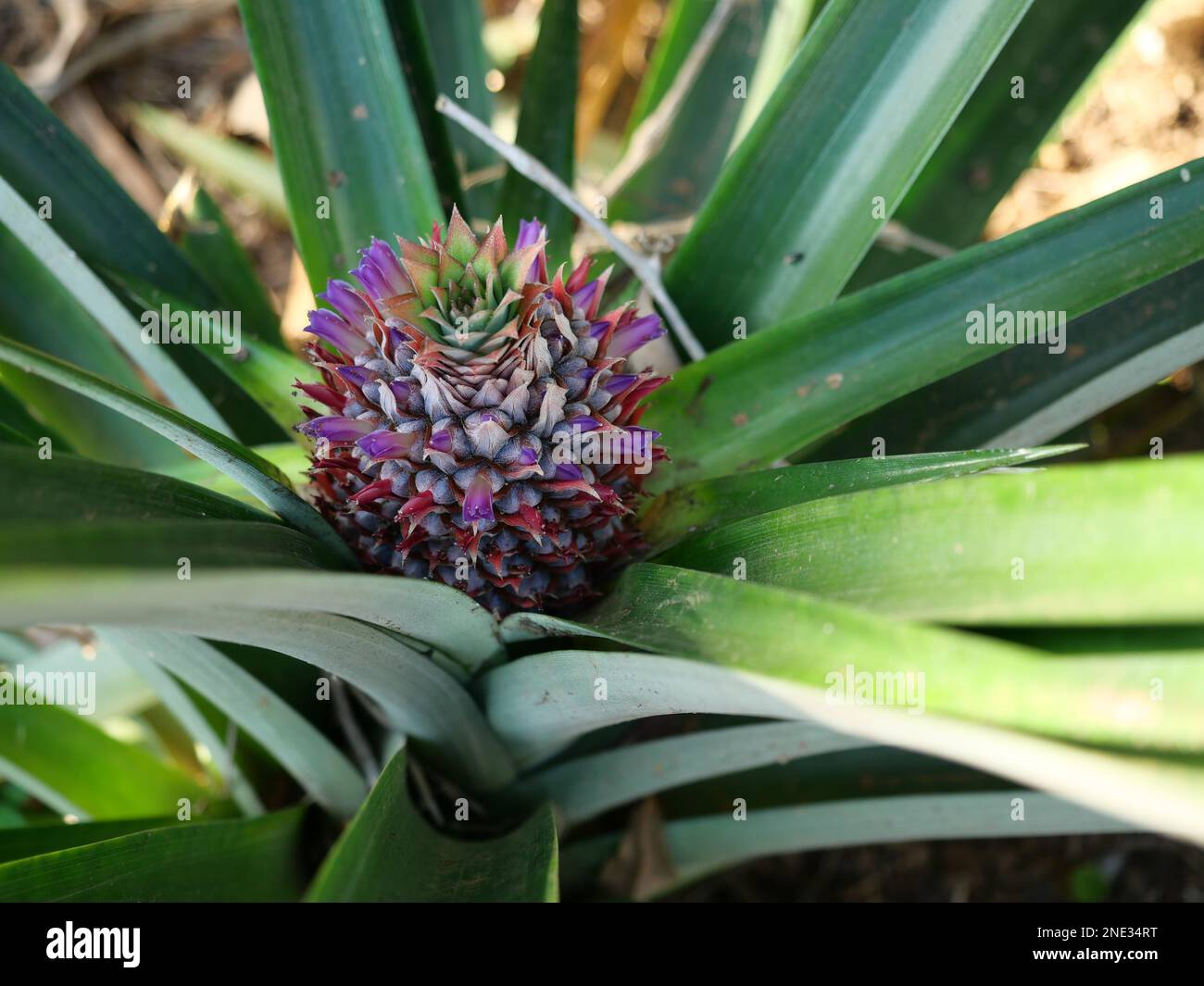 Pineapple blossom with green leaves in background, The purple petals of ...