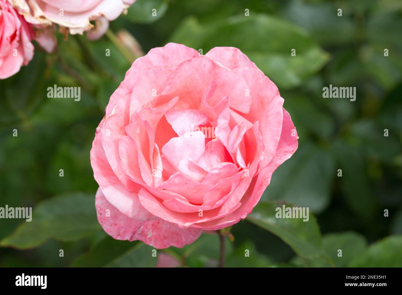 Eine Blume in zartem Rosa kurz vor dem öffnen - A soft pink flower just ...