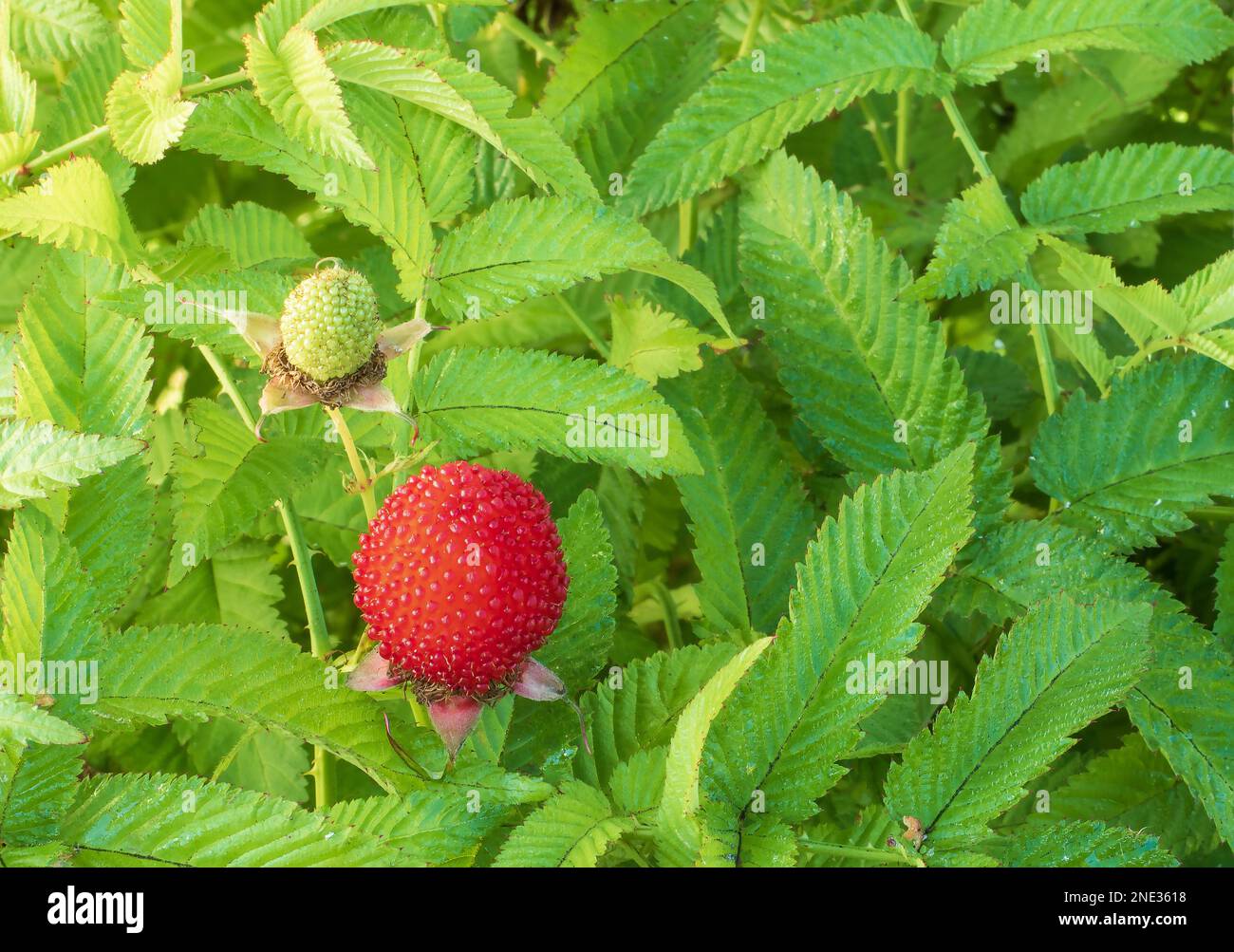 Tibetan raspberry varieties strawberry - raspberry berry against the ...