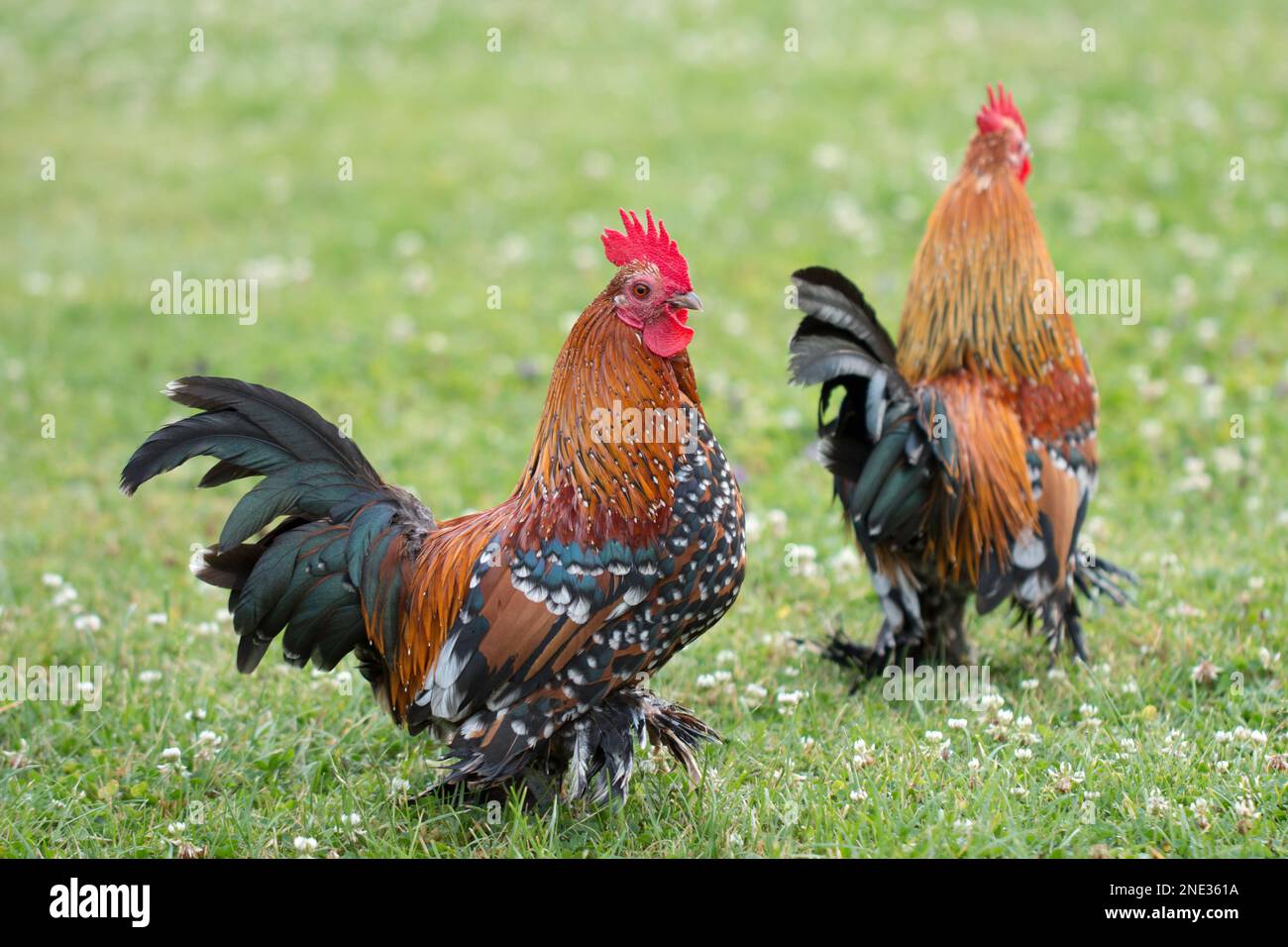 Two beautiful roosters in a cottage garden - Zwei wunderschöne Hähne in ...