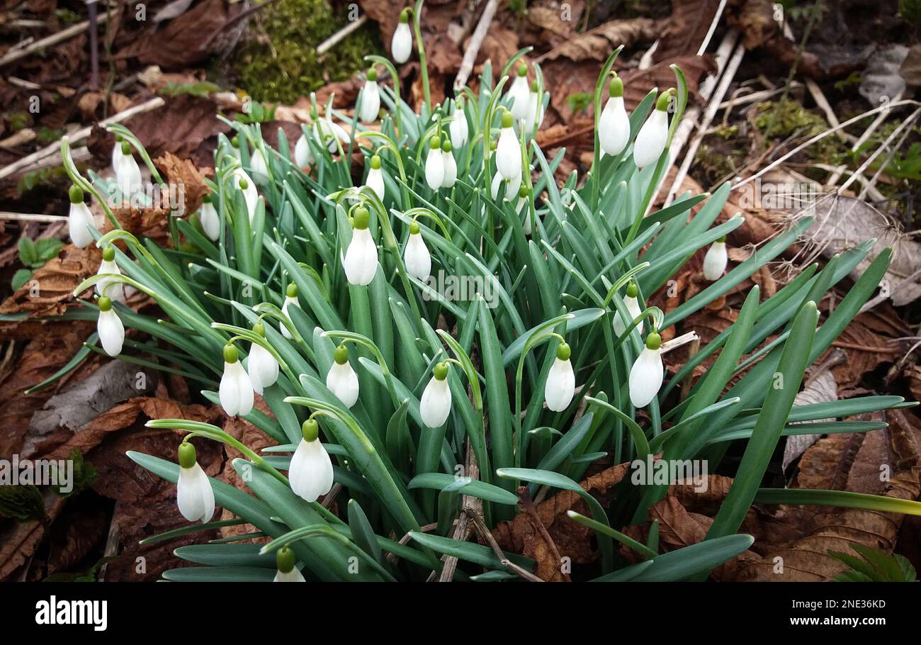 First spring bloom hi-res stock photography and images - Alamy