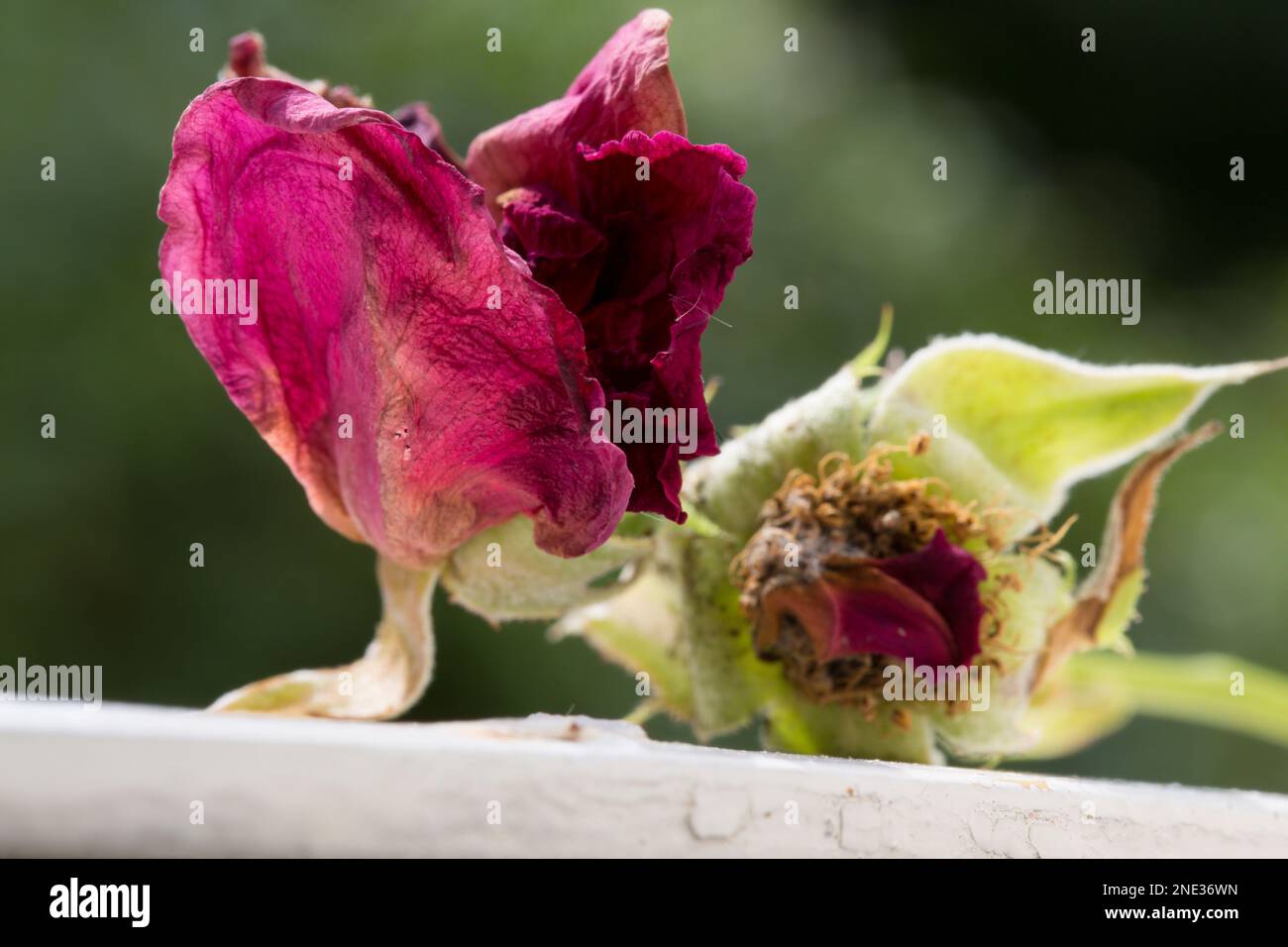 Rote Rosen nach der Blütezeit - Red roses after flowering Stock Photo ...