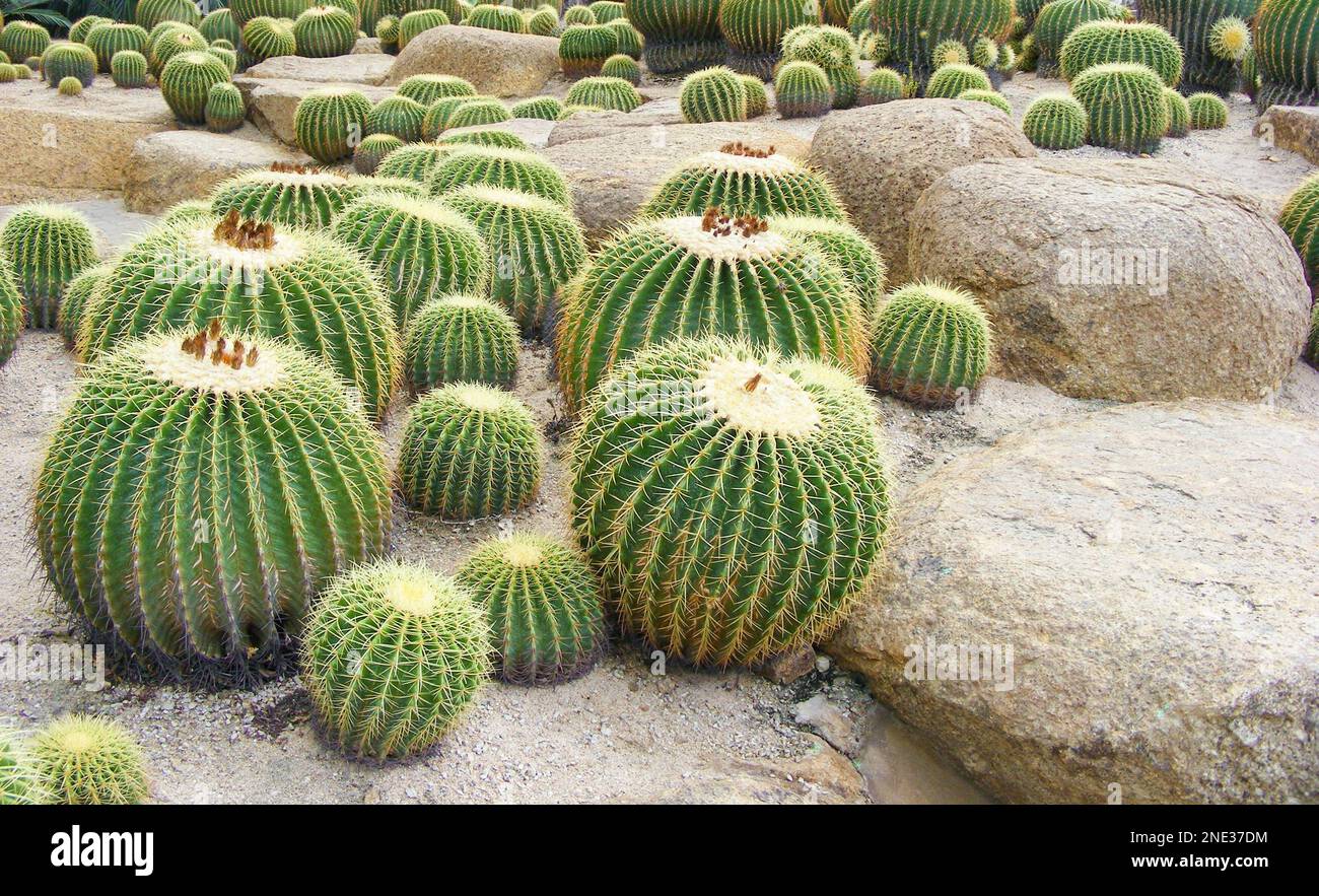 a group of huge round cacti growing on stones Stock Photo - Alamy