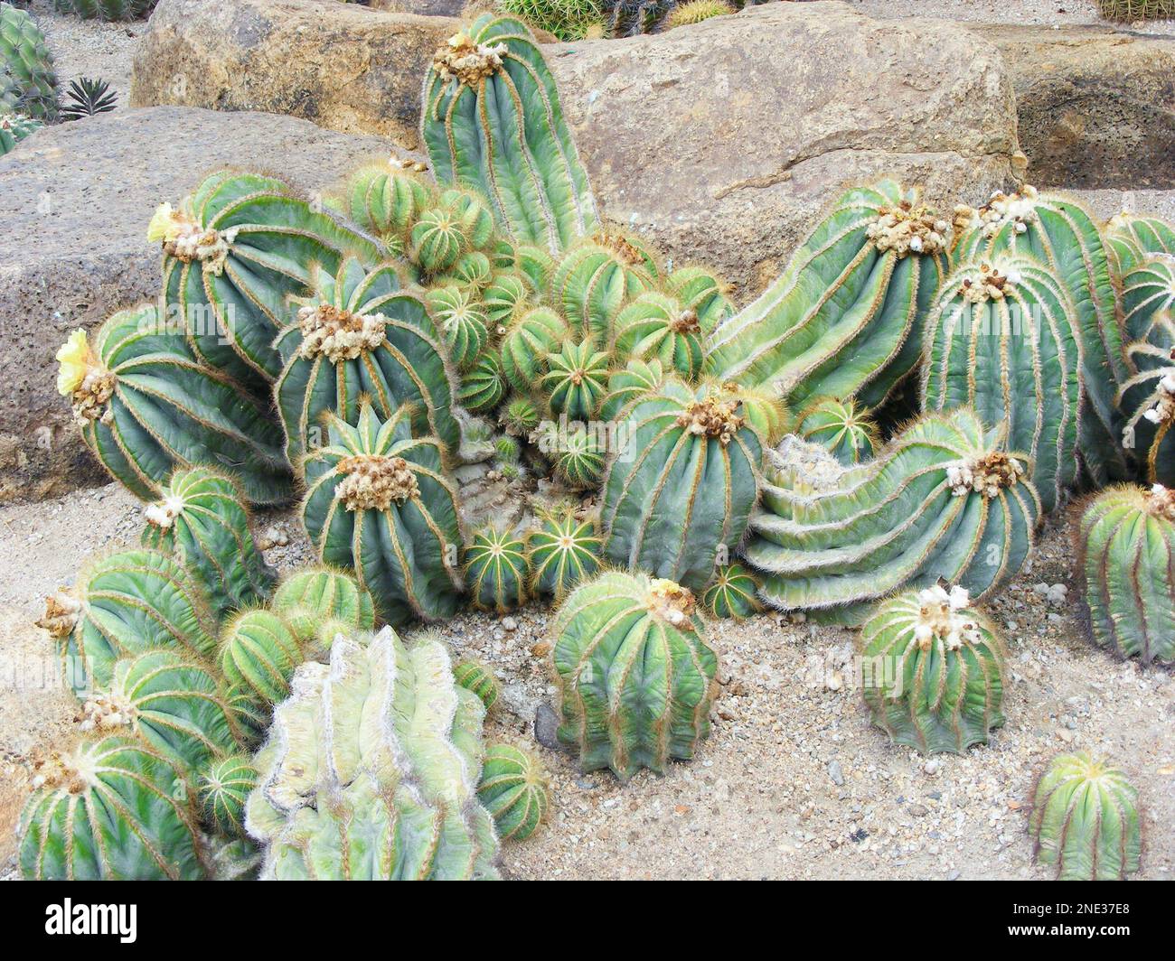 Cacti round group hi-res stock photography and images - Alamy