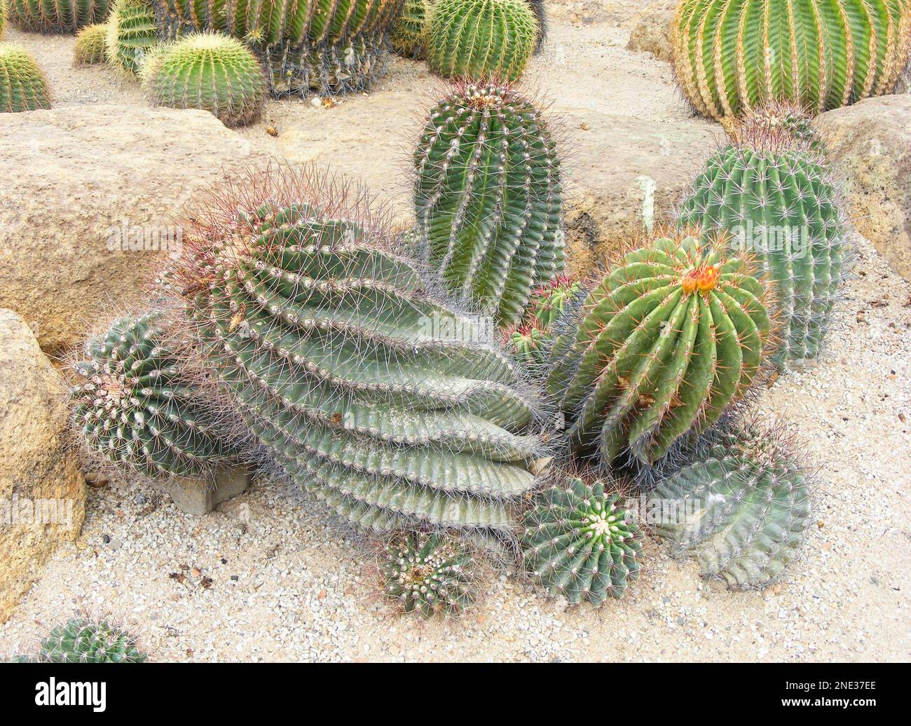group of green cacti growing on pebbles Stock Photo - Alamy