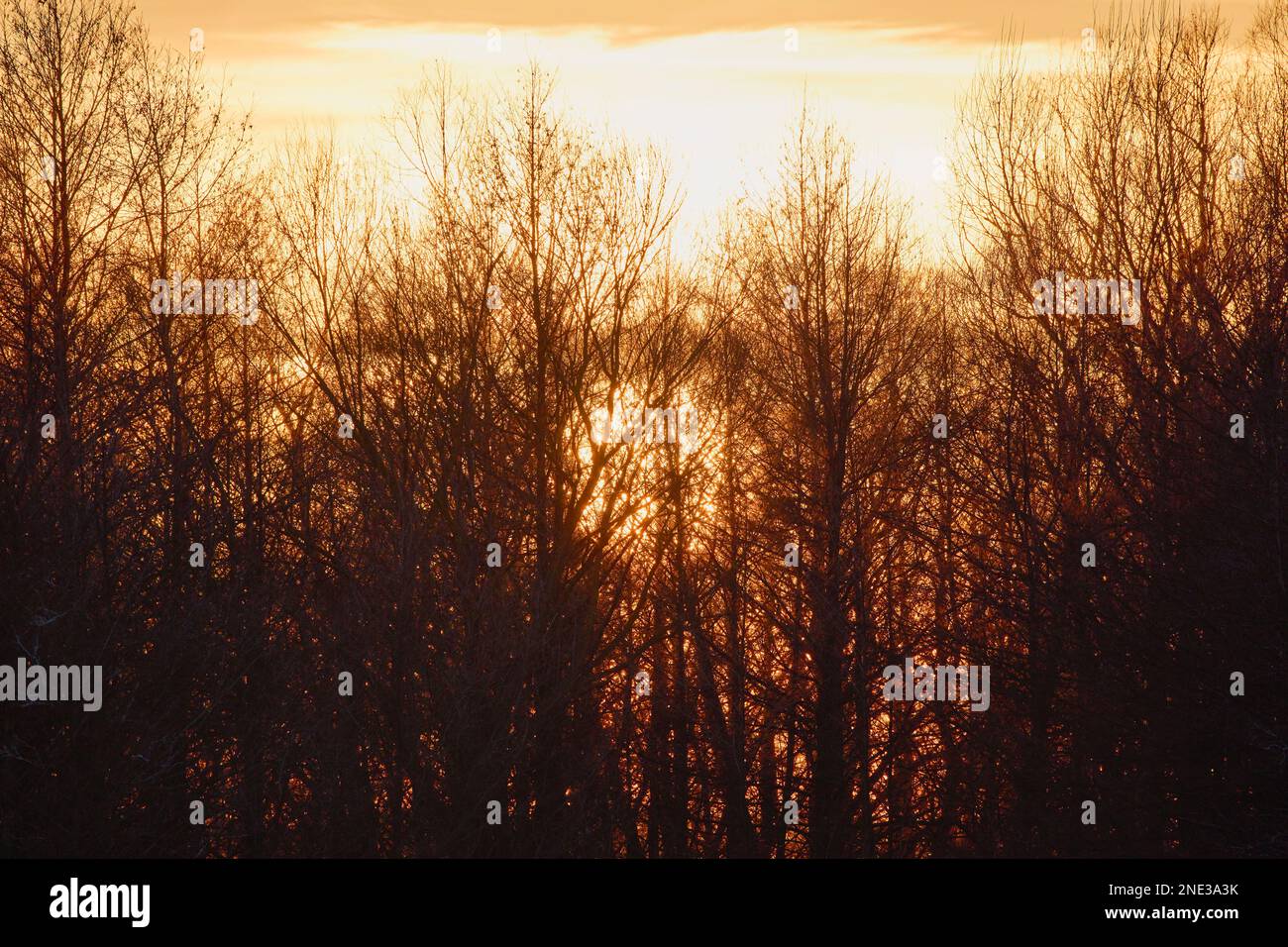 Sunset seen through the branches of the trees Stock Photo - Alamy