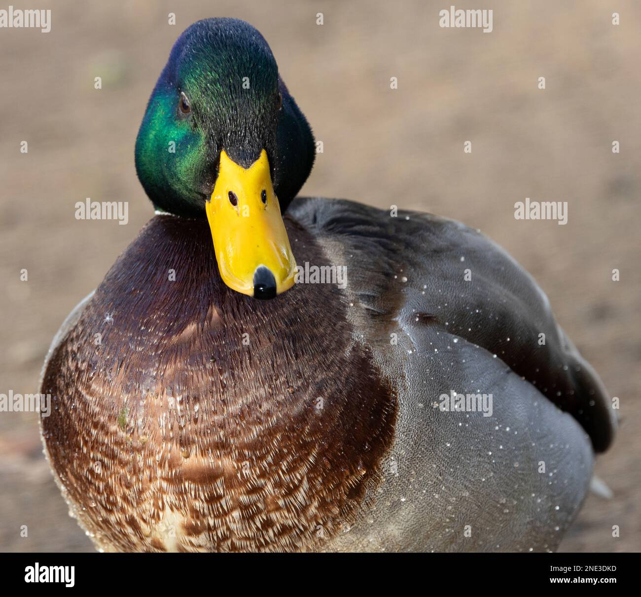 The beak of a Mallard is classified as spatulate. This is the ideal ...