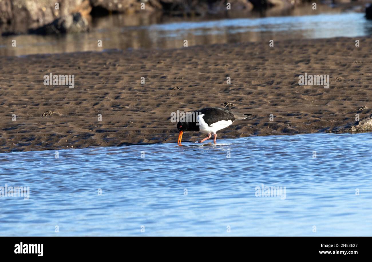 Bold coloured beak hi-res stock photography and images - Alamy