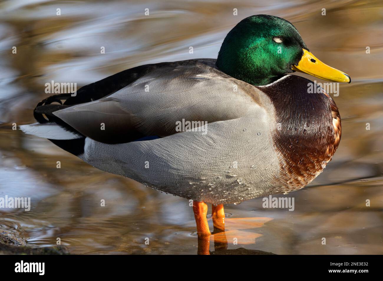Unihemispherical sleep hi-res stock photography and images - Alamy