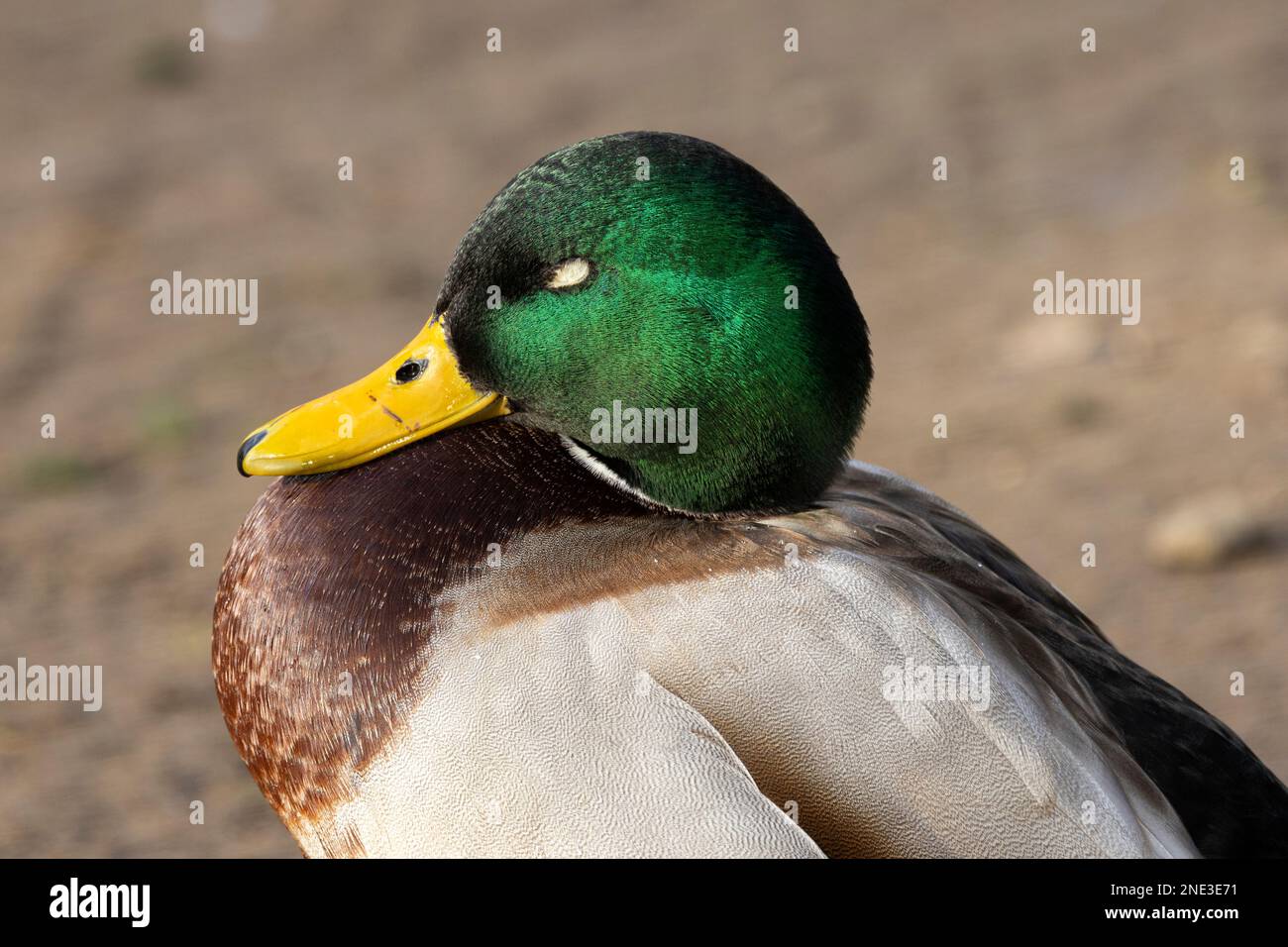 Light refraction duck hi-res stock photography and images - Alamy