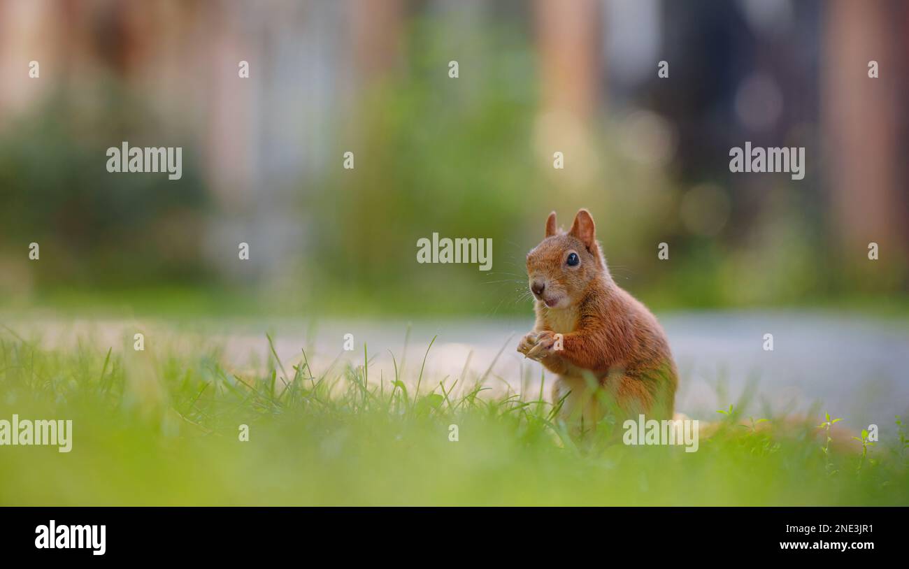 Cute squirrel in a park in Munich, Germany summer travel to Europe ...
