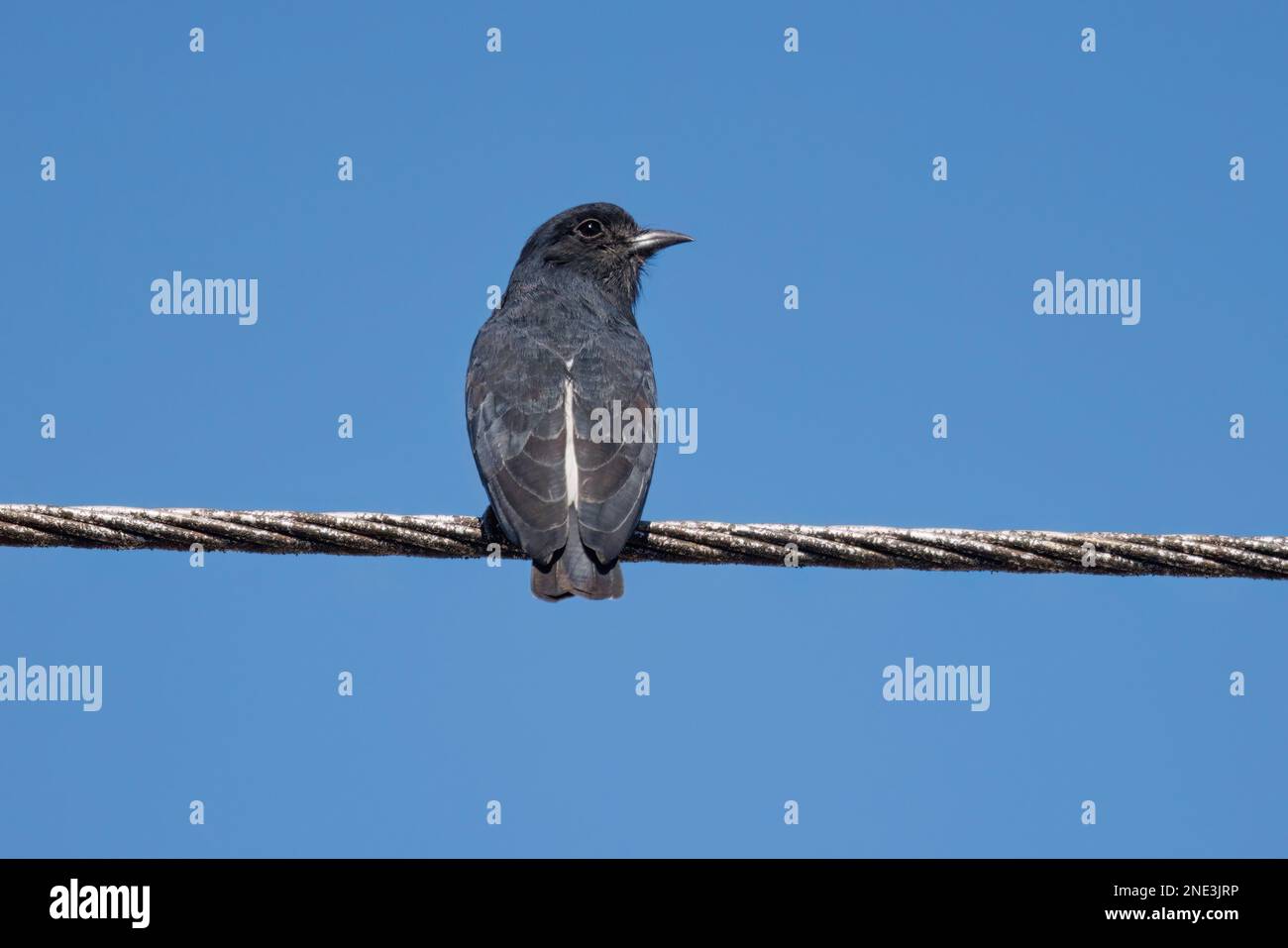 Swallow-winged Puffbird, Nova Airao, AM,, Brazil, August 2022 Stock ...