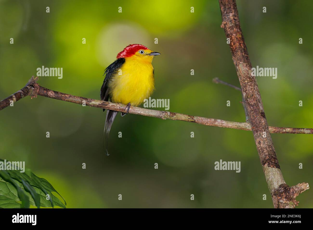 Wire-tailed Mannakin, Novo Airão, Amazonas, Brazil, August 2022 Stock ...
