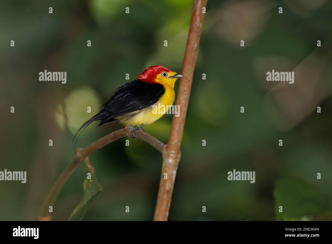 Wire-tailed Mannakin, Novo Airão, Amazonas, Brazil, August 2022 Stock ...