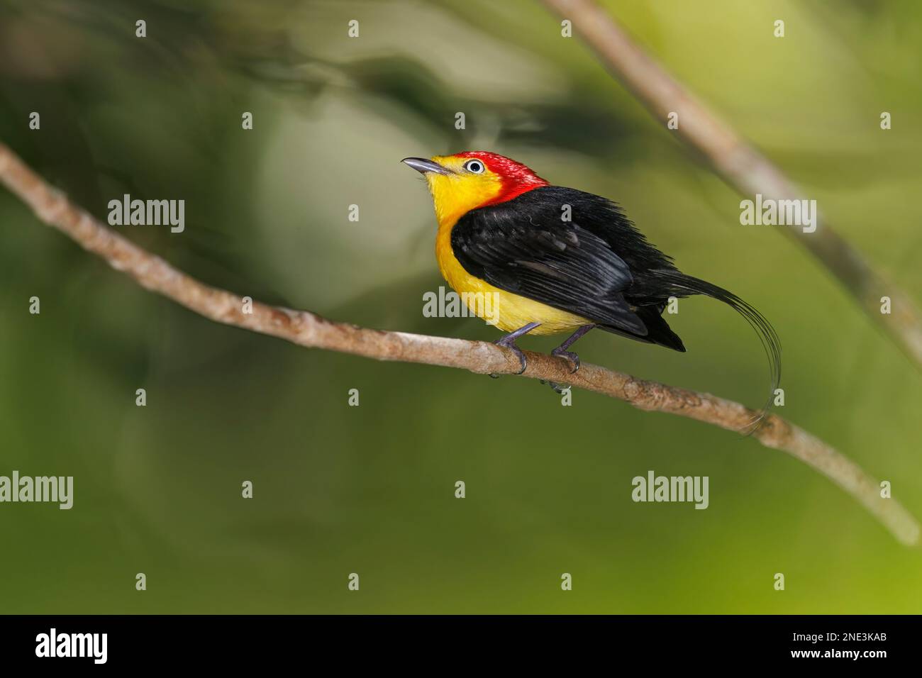 Wire-tailed Mannakin, Novo Airão, Amazonas, Brazil, August 2022 Stock ...