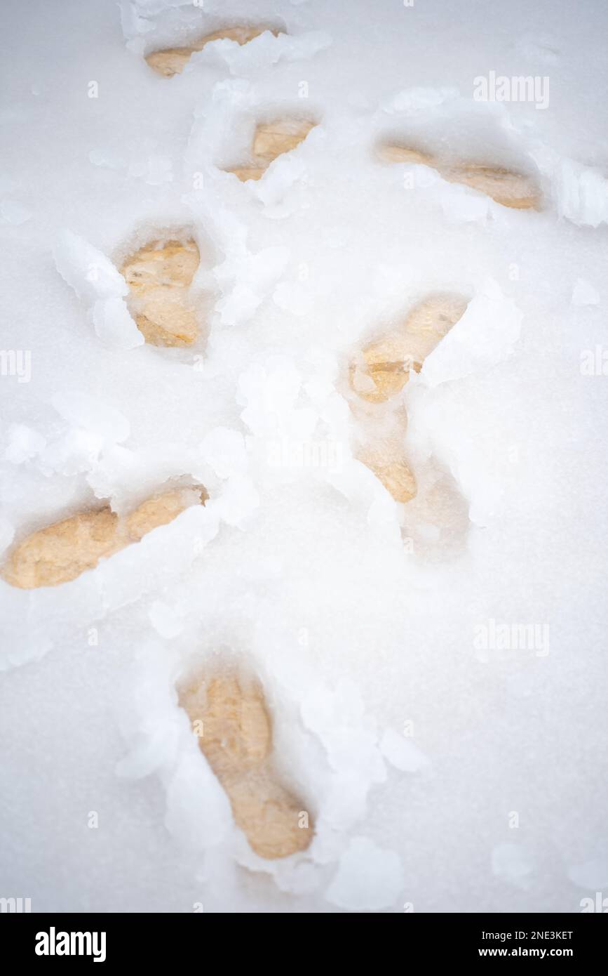 food prints in snow Stock Photo - Alamy