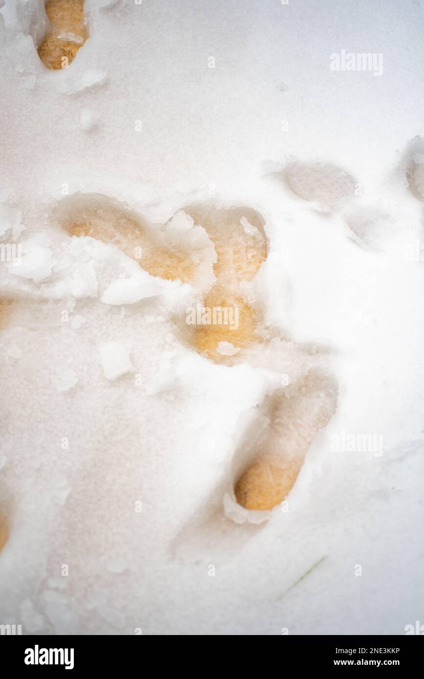 food prints in snow Stock Photo - Alamy