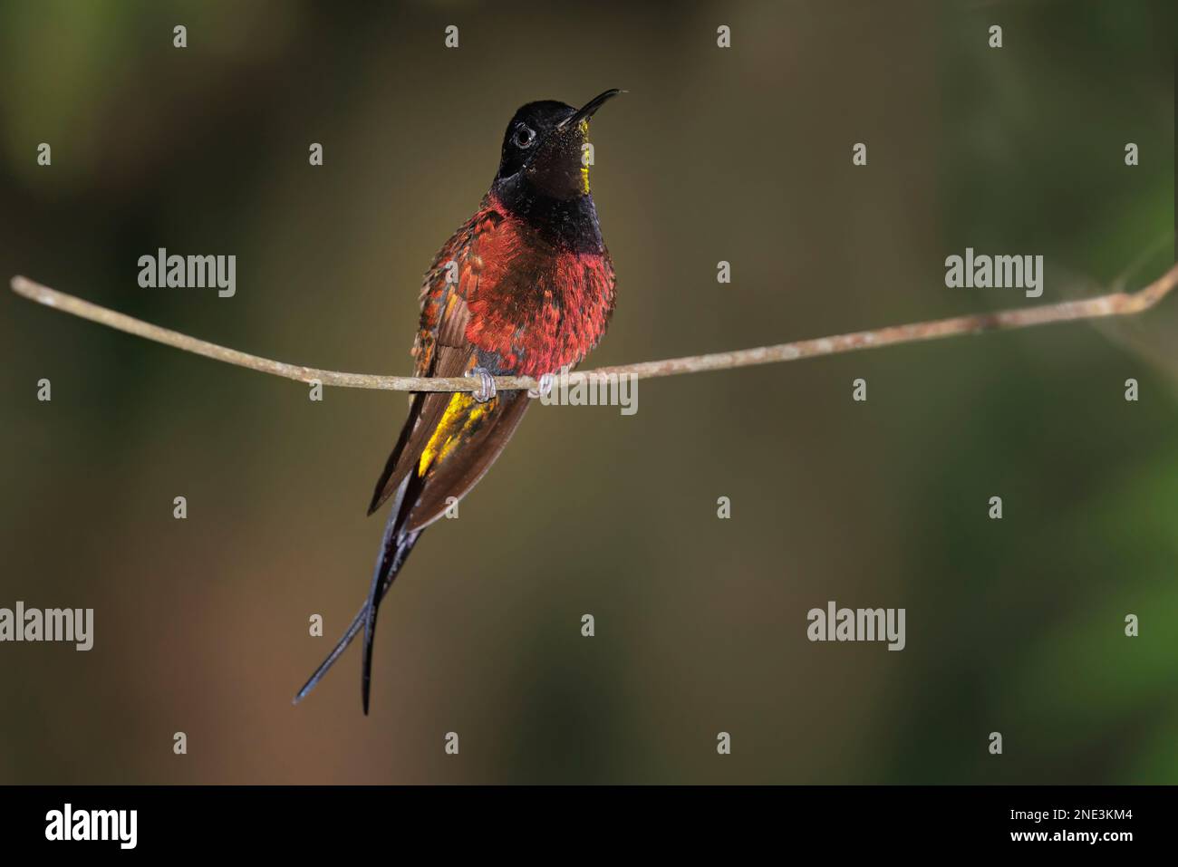 Fiery topaz hi-res stock photography and images - Alamy