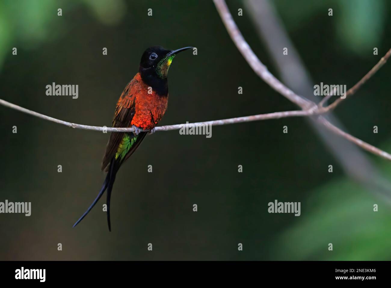 Fiery topaz hi-res stock photography and images - Alamy