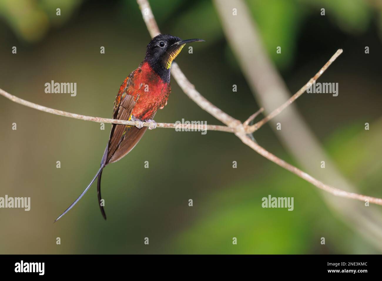 Fiery topaz hi-res stock photography and images - Alamy