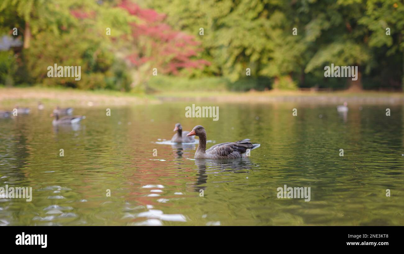 cute ducks on the pond in the Englischer Garten park, Munich, Germany ...