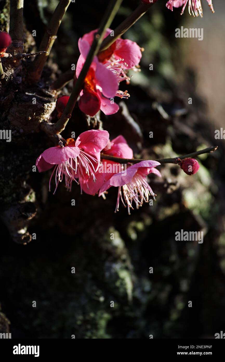A vertical shot of blooming pink flowers Stock Photo - Alamy