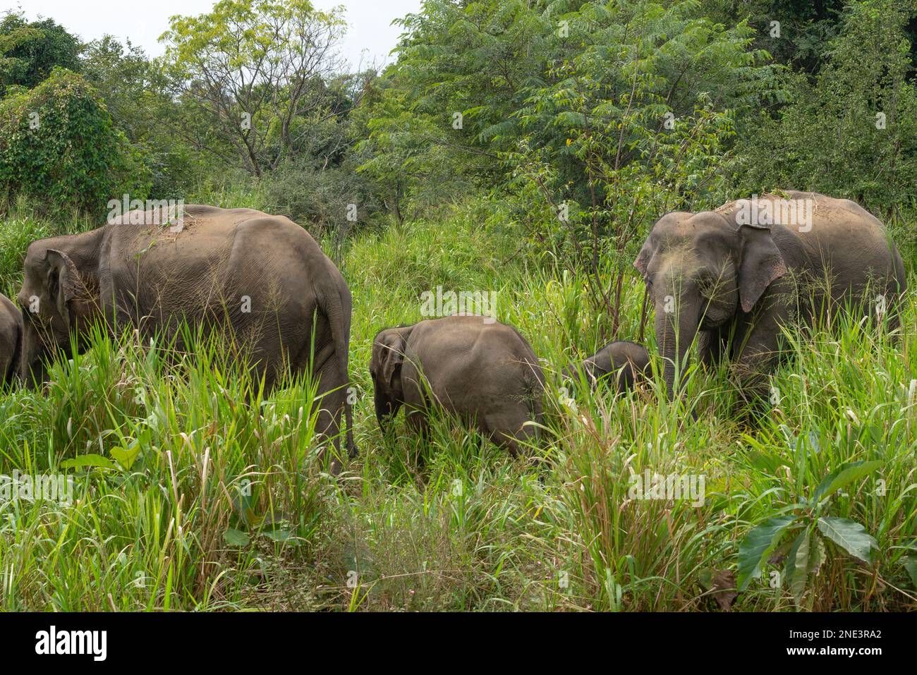 A family of wild Ceylon elephants in the wild. Sri Lanka Stock Photo ...