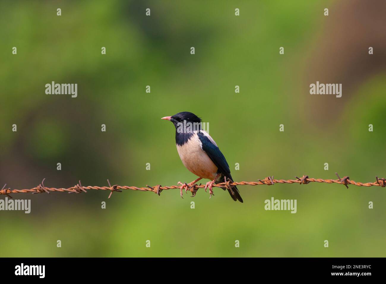 bird watching around on wire, Rosy Starling, Pastor roseus Stock Photo ...