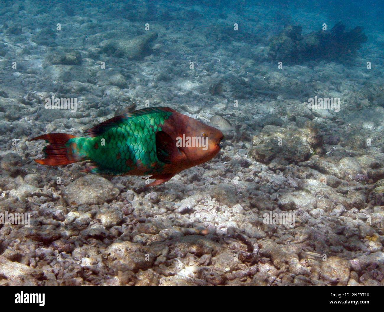 In this Aug. 16, 2008 photo, a parrotfish is shown swimming over a dead ...