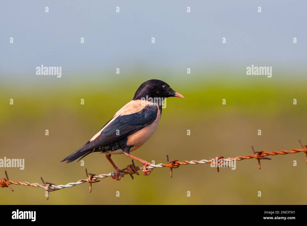 bird watching around on wire, Rosy Starling, Pastor roseus Stock Photo ...