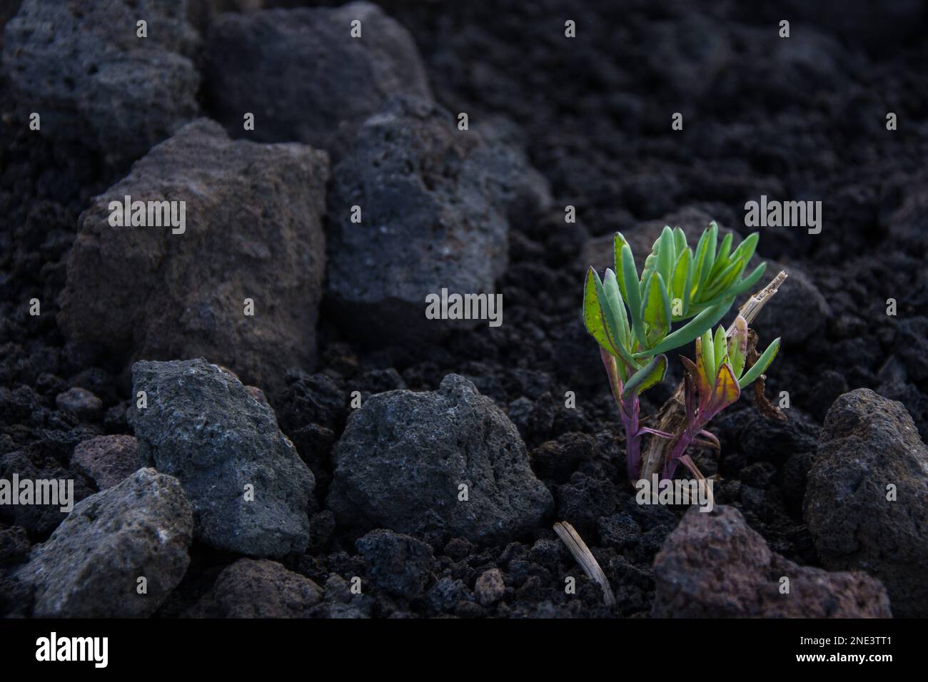 The beautiful herbaceous seepweed (Suaeda maritima) plant growing on ...