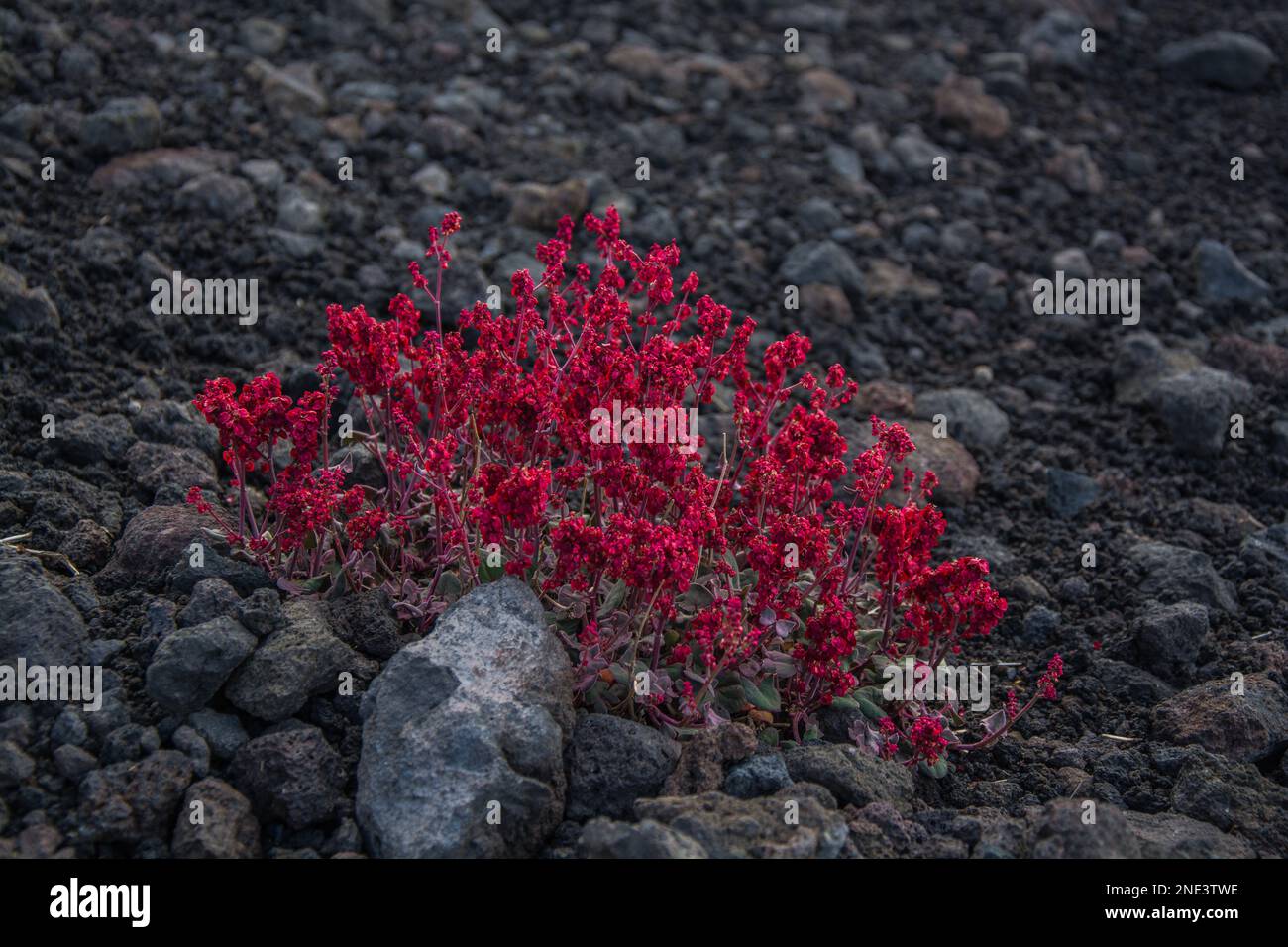 Diamorpha hi-res stock photography and images - Alamy
