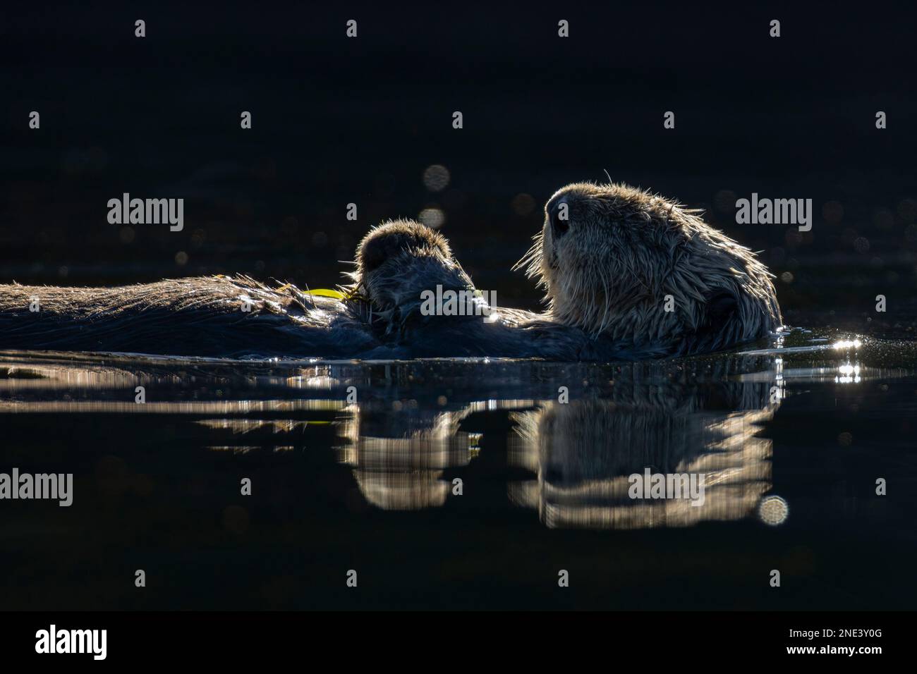 A beautiful shot of a wet sea otter floating on water Stock Photo - Alamy